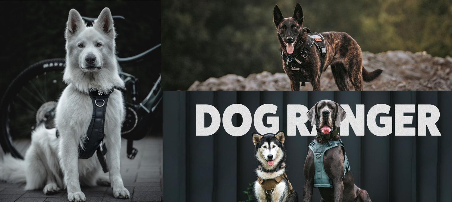 Dog Ranger Costa Rica